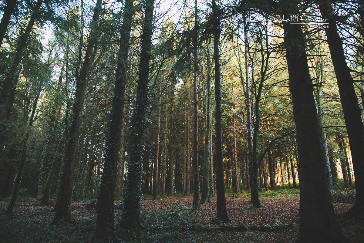 Rossmore Park ~ Winter - UNIQUE PHOTOGRAPHY Lifestyle & Documentary